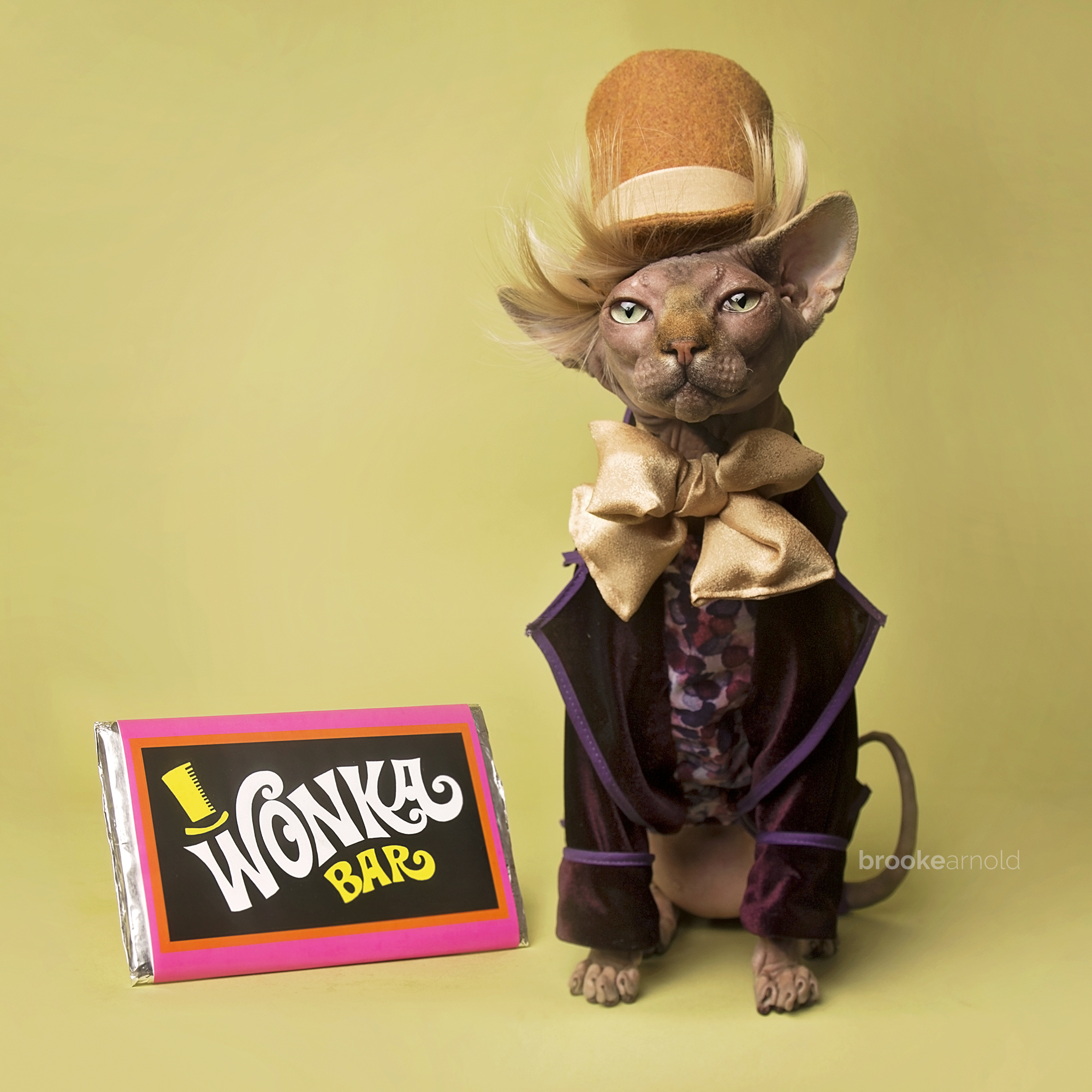 Sphynx Cats - Brooke Arnold Photography